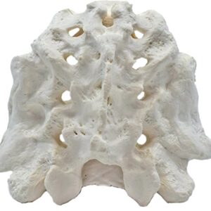 Sacrum Bone Model - Anatomically Accurate Human Replica - hBARSCI