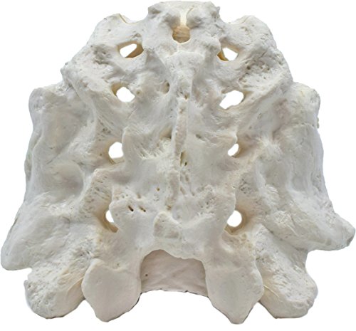 Sacrum Bone Model - Anatomically Accurate Human Replica - hBARSCI