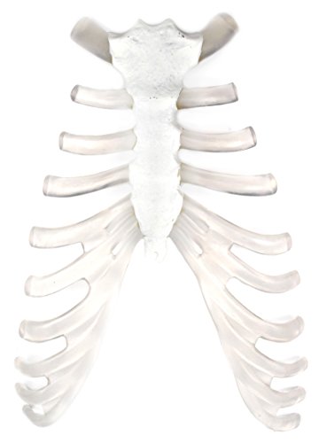 Sternum Bone and Cartilage Model - Anatomically Accurate Human Bone and Cartilage Replica - hBARSCI