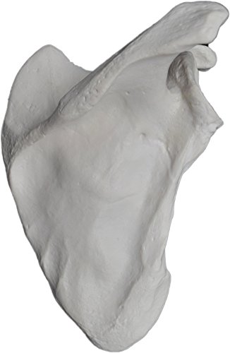 Scapula Bone Model - Right - Anatomically Accurate Human Scapula Bone Replica - hBARSCI