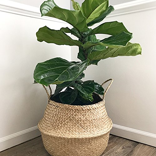 Natural Craft Extra Large Size(16x16x15 inches) Seagrass Belly Basket for Storage, Laundry, Picnic and Woven Straw Beach Bag - Plant Pots Cover Indoor Decorative