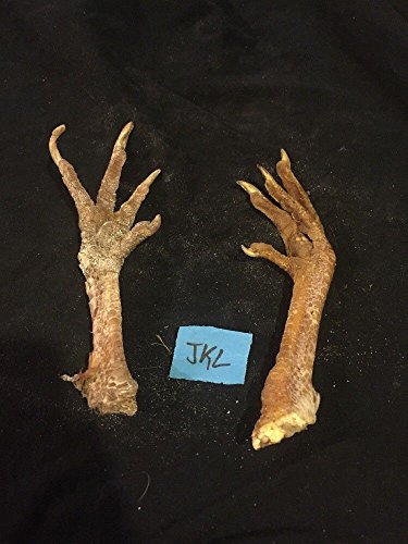 2 Real Chicken Feet Taxidermy Arts Witchcraft Spell Voodoo Hoodoo