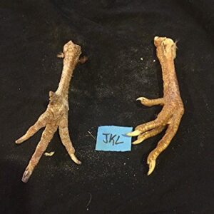 2 Real Chicken Feet Taxidermy Arts Witchcraft Spell Voodoo Hoodoo