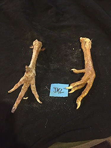 2 Real Chicken Feet Taxidermy Arts Witchcraft Spell Voodoo Hoodoo