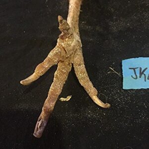 2 Real Chicken Feet Taxidermy Arts Witchcraft Spell Voodoo Hoodoo