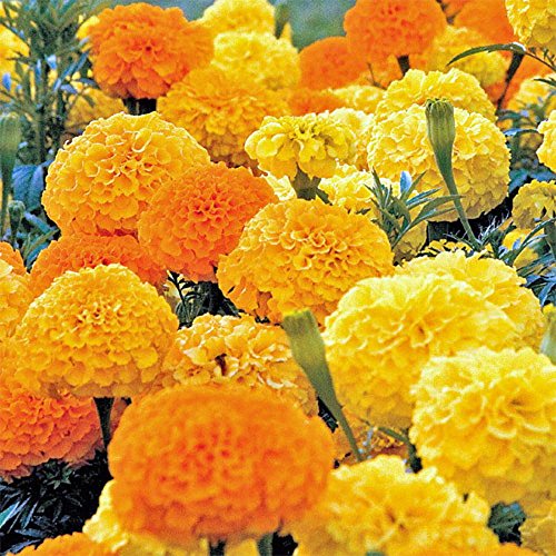 2000 African Marigold 'Crackerjack Mix' Seeds, by Seeds2Go