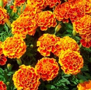 French Marigold Sparky Mix Seeds, Over 5,000 Seeds by Seeds2Go