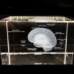 3D Human Brain Anatomical Model Paperweight(Laser Etched) in Crystal Glass Cube Science Gift (No Included LED Base)(3.1x2x2 inch)