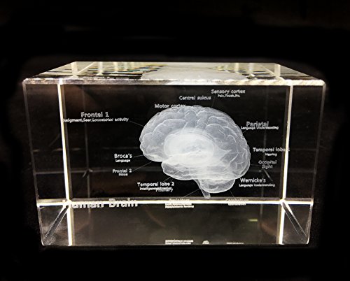 3D Human Brain Anatomical Model Paperweight(Laser Etched) in Crystal Glass Cube Science Gift (No Included LED Base)(3.1x2x2 inch)