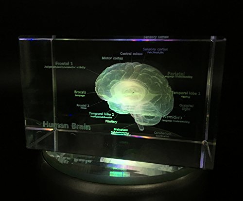 3D Human Brain Anatomical Model Paperweight(Laser Etched) in Crystal Glass Cube Science Gift (No Included LED Base)(3.1x2x2 inch)