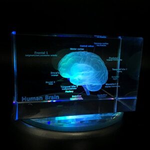 3D Human Brain Anatomical Model Paperweight(Laser Etched) in Crystal Glass Cube Science Gift (No Included LED Base)(3.1x2x2 inch)