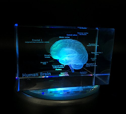 3D Human Brain Anatomical Model Paperweight(Laser Etched) in Crystal Glass Cube Science Gift (No Included LED Base)(3.1x2x2 inch)