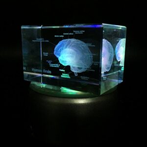 3D Human Brain Anatomical Model Paperweight(Laser Etched) in Crystal Glass Cube Science Gift (No Included LED Base)(3.1x2x2 inch)