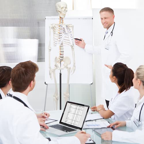 RONTEN Human Skeleton Model for Medical Study, 70.8" Life Size Medical Anatomical Skeleton, Including Adjustable Rolling Stand + Cover + Poster