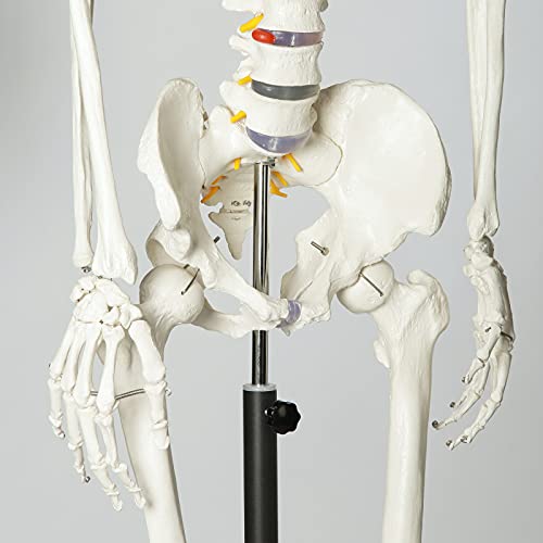 RONTEN Human Skeleton Model for Medical Study, 70.8" Life Size Medical Anatomical Skeleton, Including Adjustable Rolling Stand + Cover + Poster