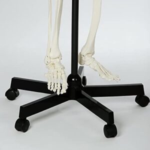 RONTEN Human Skeleton Model for Medical Study, 70.8" Life Size Medical Anatomical Skeleton, Including Adjustable Rolling Stand + Cover + Poster