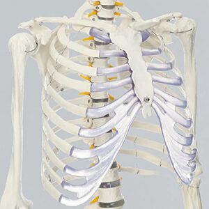 RONTEN Human Skeleton Model for Medical Study, 70.8" Life Size Medical Anatomical Skeleton, Including Adjustable Rolling Stand + Cover + Poster