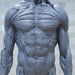 NSKI 1:6 30cm Resin Human Skeleton Anatomical Model Anatomy Skull Sculpture Head Body Muscle