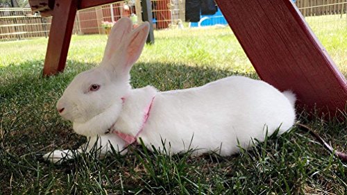 Rabbit Bunny Harness with Leash Adjustable Soft Nylon Harness Rabbit Vest Harness Lead Leash Pink Blue Lead Leash All Season for Small Animals (Pink)