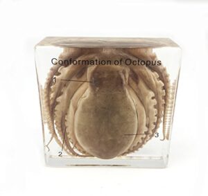 octopus specimen（3" x 3" x 1"）