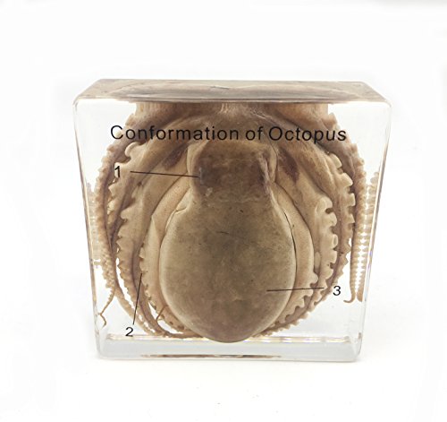 Octopus Specimen（3" x 3" x 1"）