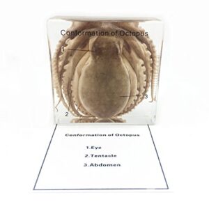 Octopus Specimen（3" x 3" x 1"）