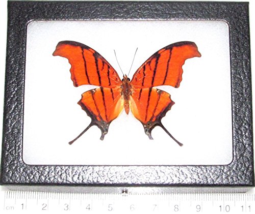 BicBugs Marpesia petreus Real Framed Butterfly RED Orange DAGGERWING Peru