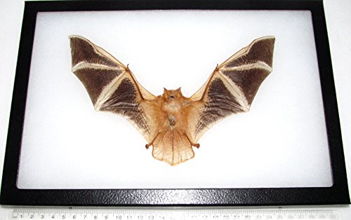 BicBugs KERIVOULA PICTA Real Framed Preserved MUMMIFIED FIRE BAT Wings Spread 12IN X 8IN Frame!