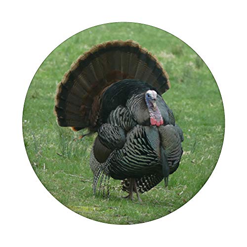 Wild Turkey Strutting Tom Hunting Photo PopSockets PopGrip: Swappable Grip for Phones & Tablets