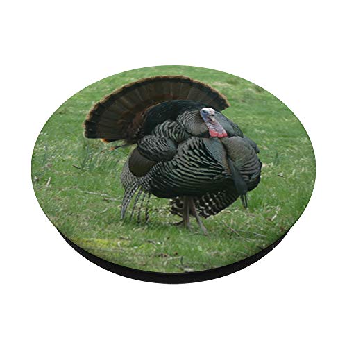 Wild Turkey Strutting Tom Hunting Photo PopSockets PopGrip: Swappable Grip for Phones & Tablets