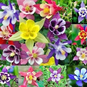 200+ Columbine McKana Giants Flower Seeds, Perennial, Aquilegia caerulea, Colorful, Attracts Bees and Hummingbirds! from USA