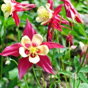 200+ Columbine McKana Giants Flower Seeds, Perennial, Aquilegia caerulea, Colorful, Attracts Bees and Hummingbirds! from USA