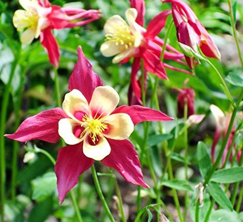 200+ Columbine McKana Giants Flower Seeds, Perennial, Aquilegia caerulea, Colorful, Attracts Bees and Hummingbirds! from USA