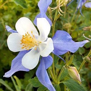 200+ Columbine McKana Giants Flower Seeds, Perennial, Aquilegia caerulea, Colorful, Attracts Bees and Hummingbirds! from USA