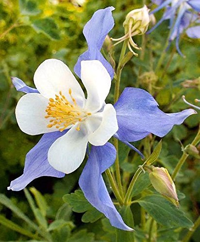 200+ Columbine McKana Giants Flower Seeds, Perennial, Aquilegia caerulea, Colorful, Attracts Bees and Hummingbirds! from USA