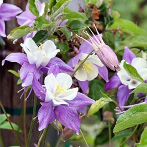 200+ Columbine McKana Giants Flower Seeds, Perennial, Aquilegia caerulea, Colorful, Attracts Bees and Hummingbirds! from USA