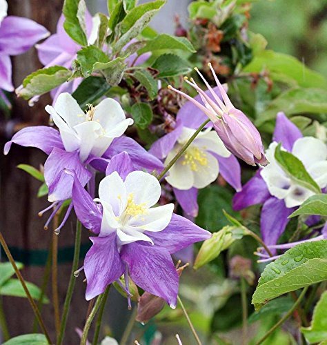 200+ Columbine McKana Giants Flower Seeds, Perennial, Aquilegia caerulea, Colorful, Attracts Bees and Hummingbirds! from USA