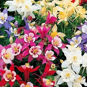 200+ Columbine McKana Giants Flower Seeds, Perennial, Aquilegia caerulea, Colorful, Attracts Bees and Hummingbirds! from USA