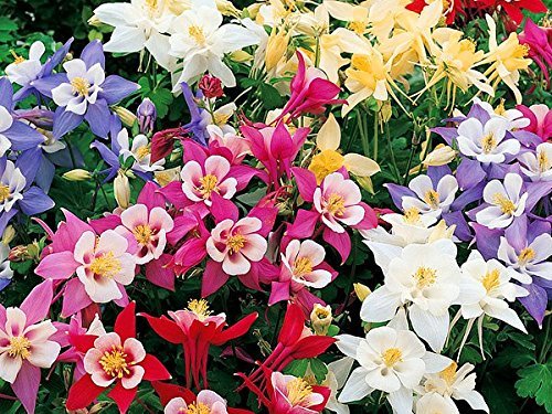 200+ Columbine McKana Giants Flower Seeds, Perennial, Aquilegia caerulea, Colorful, Attracts Bees and Hummingbirds! from USA