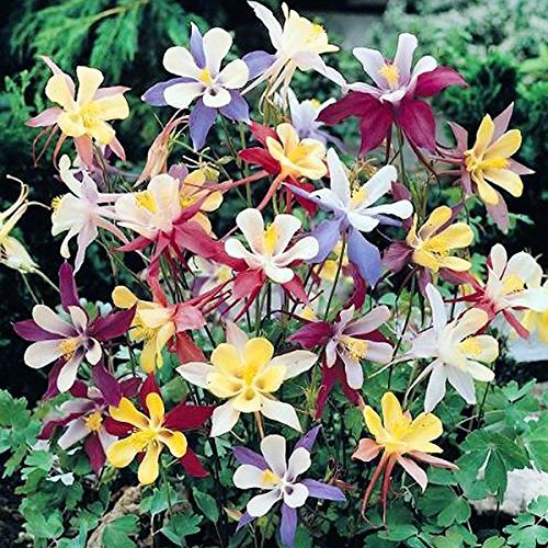 200+ Columbine McKana Giants Flower Seeds, Perennial, Aquilegia caerulea, Colorful, Attracts Bees and Hummingbirds! from USA