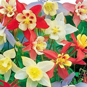 200+ Columbine McKana Giants Flower Seeds, Perennial, Aquilegia caerulea, Colorful, Attracts Bees and Hummingbirds! from USA