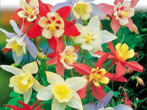 200+ Columbine McKana Giants Flower Seeds, Perennial, Aquilegia caerulea, Colorful, Attracts Bees and Hummingbirds! from USA