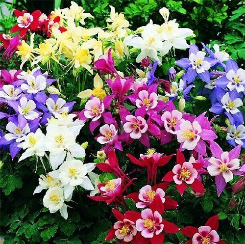 200+ Columbine McKana Giants Flower Seeds, Perennial, Aquilegia caerulea, Colorful, Attracts Bees and Hummingbirds! from USA