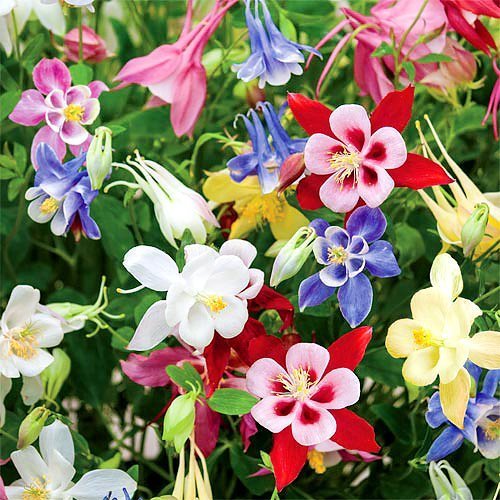 200+ Columbine McKana Giants Flower Seeds, Perennial, Aquilegia caerulea, Colorful, Attracts Bees and Hummingbirds! from USA