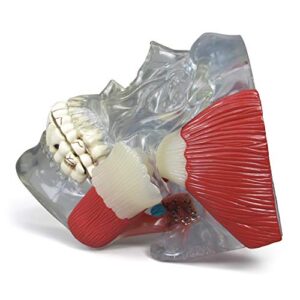 gpi anatomicals - temporomandibular joint (tmj) model, replica with pathologies for human anatomy and physiology education, anatomy model for doctor's offices and classrooms, medical study supplies