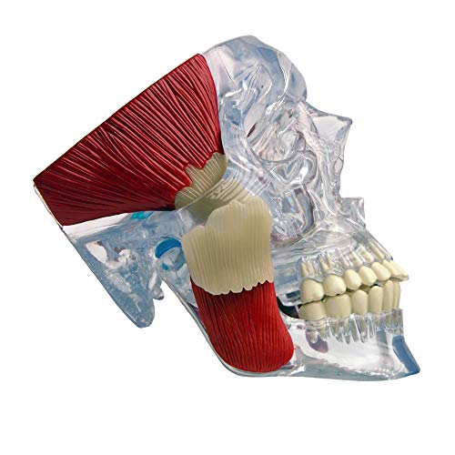 GPI Anatomicals - Temporomandibular Joint (TMJ) Model, Replica with Pathologies for Human Anatomy and Physiology Education, Anatomy Model for Doctor's Offices and Classrooms, Medical Study Supplies