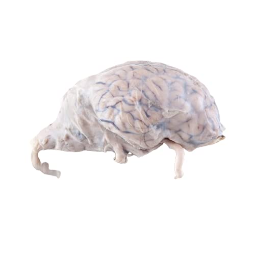 470222-808 - Pure Preserved Sheep Brains with Dura Matter - Pure Preserved„ Brains - Pack of 10