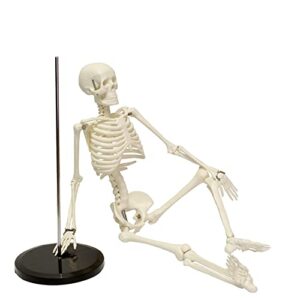 MonMed Medical Skeleton Model, 33.5in Small Human Figure for Anatomy, Art, Halloween