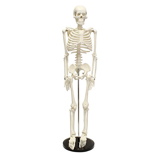 MonMed Medical Skeleton Model, 33.5in Small Human Figure for Anatomy, Art, Halloween