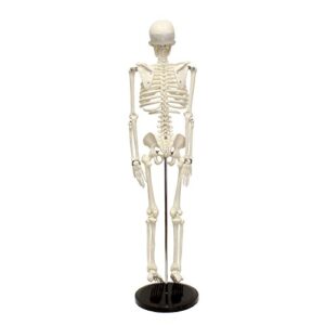 MonMed Medical Skeleton Model, 33.5in Small Human Figure for Anatomy, Art, Halloween